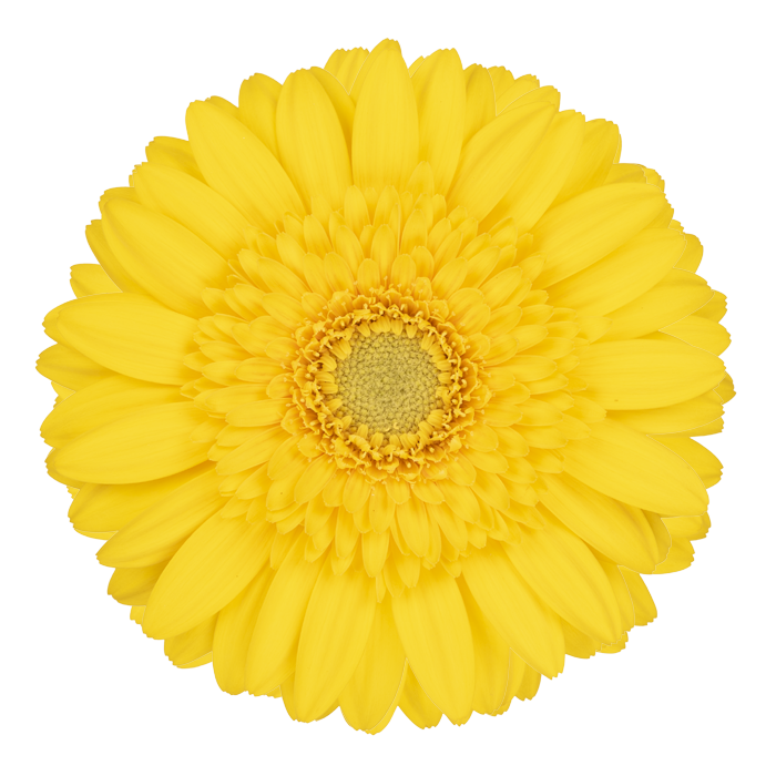 Germini | Bloemen Dens